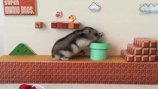 Super Mario Bros : Quand un hamster se prend pour Mario, la vidéo